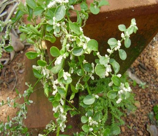 DASA-PUSHPPAGHAL (ദശപുഷ്പ്പങ്ങള്‍ ) and its Uses