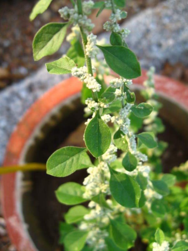 DASA-PUSHPPAGHAL (ദശപുഷ്പ്പങ്ങള്‍ ) and its Uses