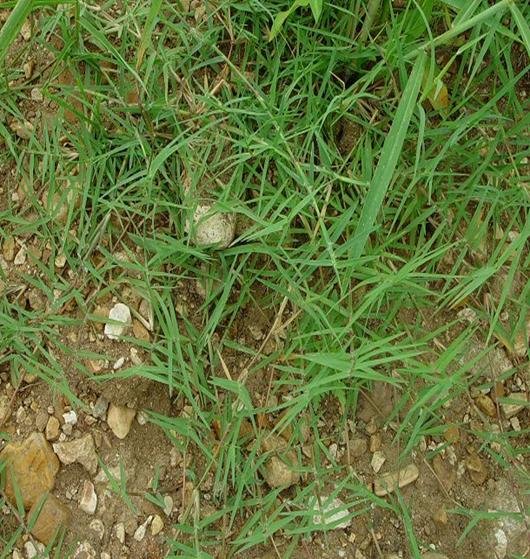 DASA-PUSHPPAGHAL (ദശപുഷ്പ്പങ്ങള്‍ ) and its Uses
