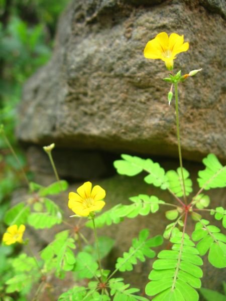 DASA-PUSHPPAGHAL (ദശപുഷ്പ്പങ്ങള്‍ ) and its Uses