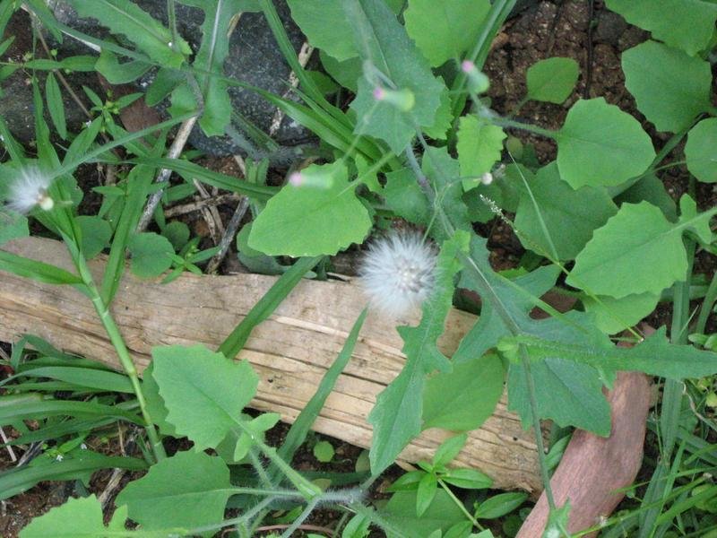 DASA-PUSHPPAGHAL (ദശപുഷ്പ്പങ്ങള്‍ ) and its Uses