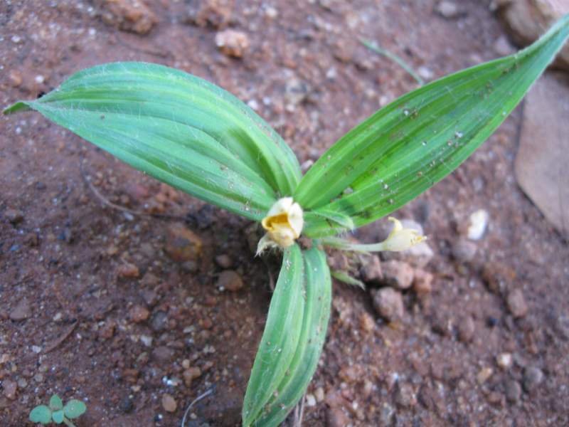 DASA-PUSHPPAGHAL (ദശപുഷ്പ്പങ്ങള്‍ ) and its Uses