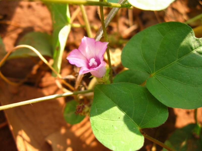 DASA-PUSHPPAGHAL (ദശപുഷ്പ്പങ്ങള്‍ ) and its Uses