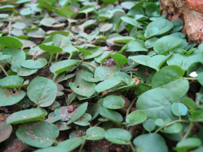 DASA-PUSHPPAGHAL (ദശപുഷ്പ്പങ്ങള്‍ ) and its Uses