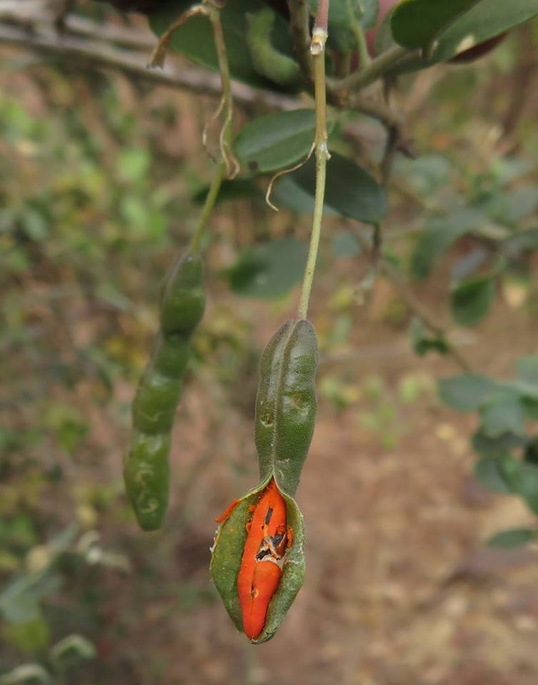 Cadaba fruticosa